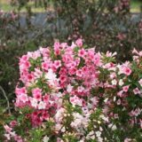 ワイゲラ | PROVEN WINNERS (PW)【植物の国際ブランド】