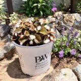 かわいいだけじゃない！実は高機能なPWポット | PROVEN WINNERS (PW)【植物の国際ブランド】